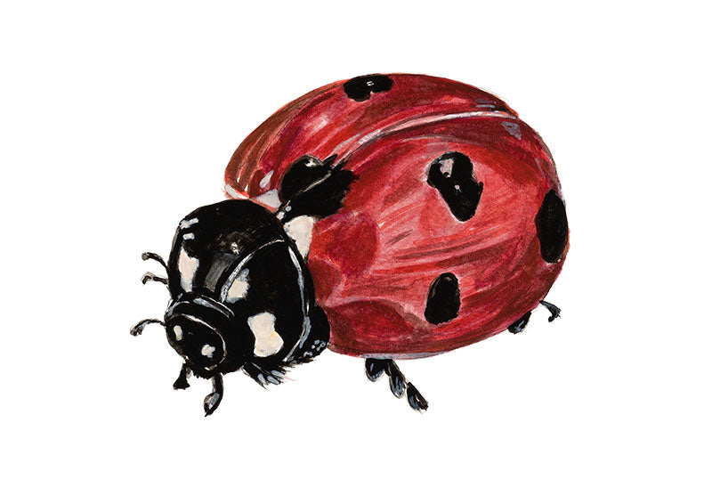 Bóbó – Fiona Concannon Artist