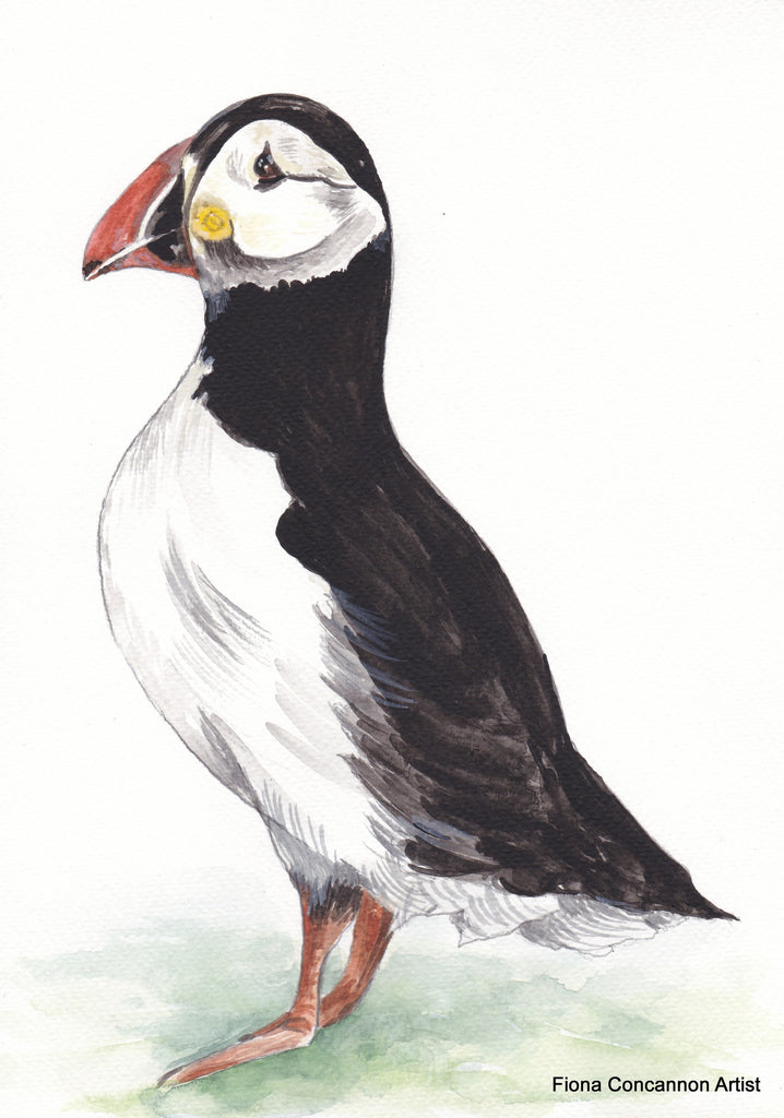 Puffin – Fiona Concannon Artist